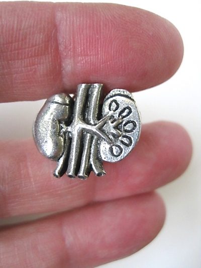 KPN-1 Anatomical KIDNEY Lapel Pin-Pewter–Nephrologist or Nephrology ...